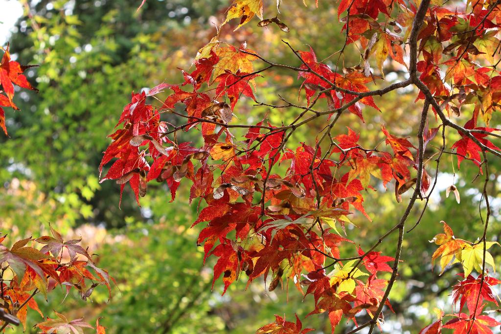 照片內容 - [Canon Hongkong Company Limited]